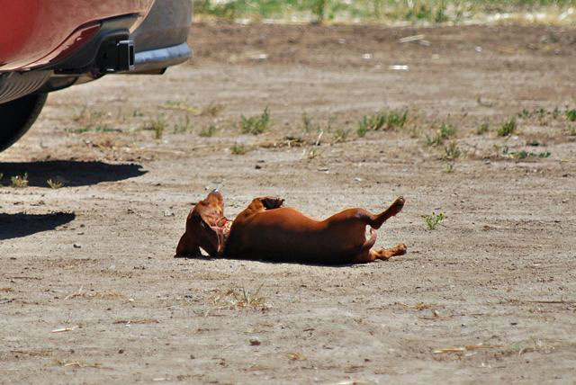 Twinkie Tiny Dog | Teacup Chihuahua | A Dog Blog: Dachshund Pictures ...