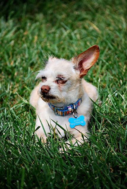 Twinkie Tiny Dog | Teacup Chihuahua | A Dog Blog: Dachshund Pictures ...