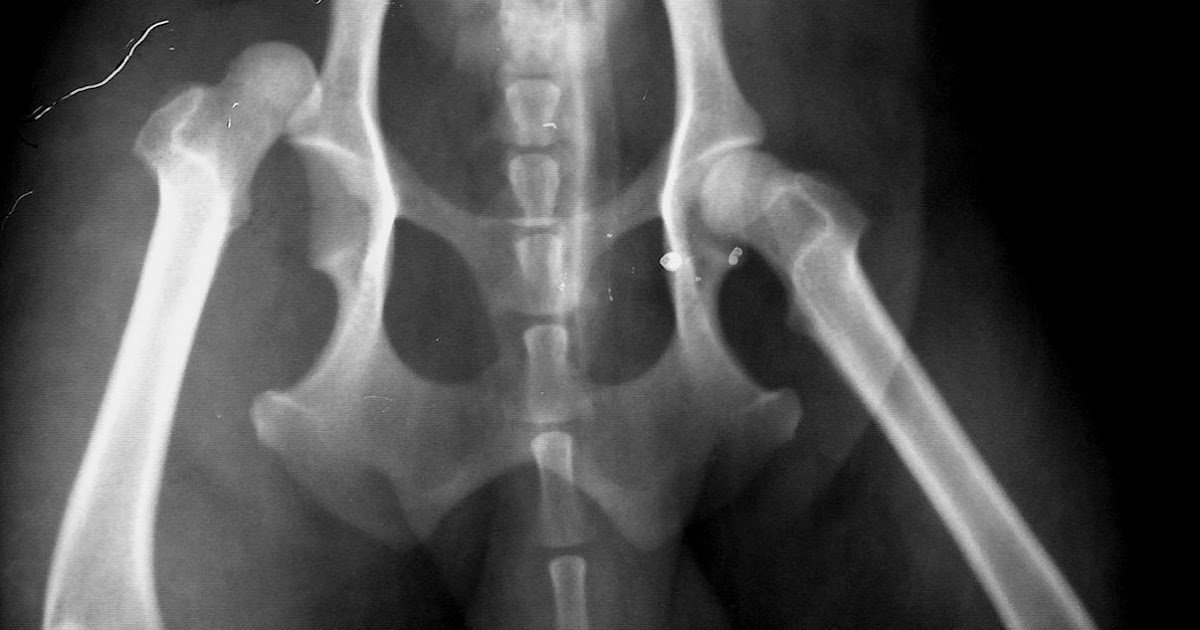 5. FRACTURAS DE CADERA. TRAUMATOLOGÍA VETERINARIA.: BOBY. Luxación ...