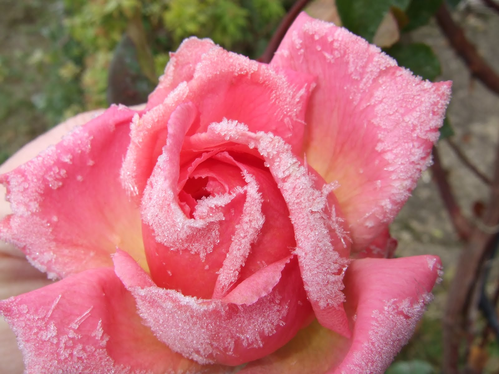 Linden Grove: Frosty Rose