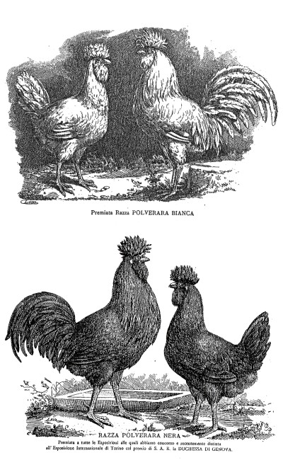 Oryctes.com - the (english) blog: Poultry - The Polverara Hen, the ...