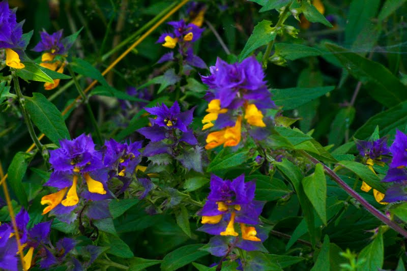 floral: flori de munte...