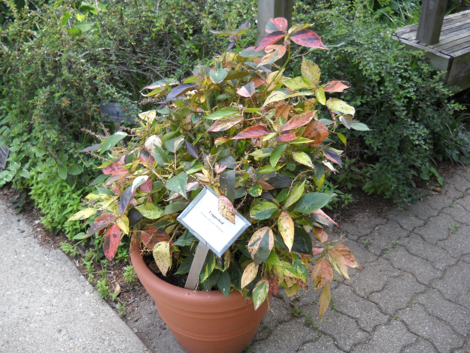 Horticulture Gardens Today: Copperleaf