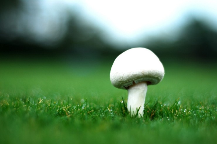 Mi cajón de Imágenes: un honguito