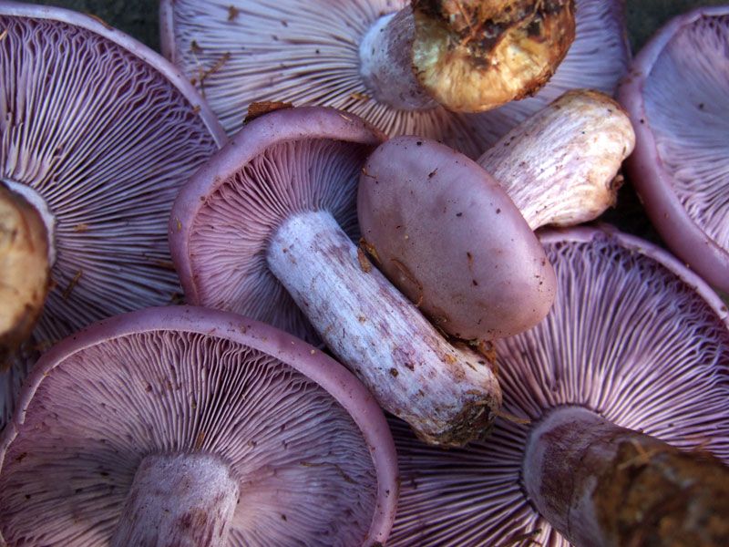 Mi cajón de Imágenes: Honguitos