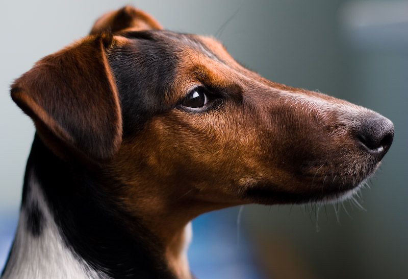 Mi cajón de Imágenes: Perfil de perro