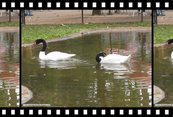 Descopera Brazilia!: In zbor cu pasari tropicale