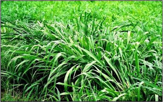 Kemahiran Hidup: penanaman rumput pastura