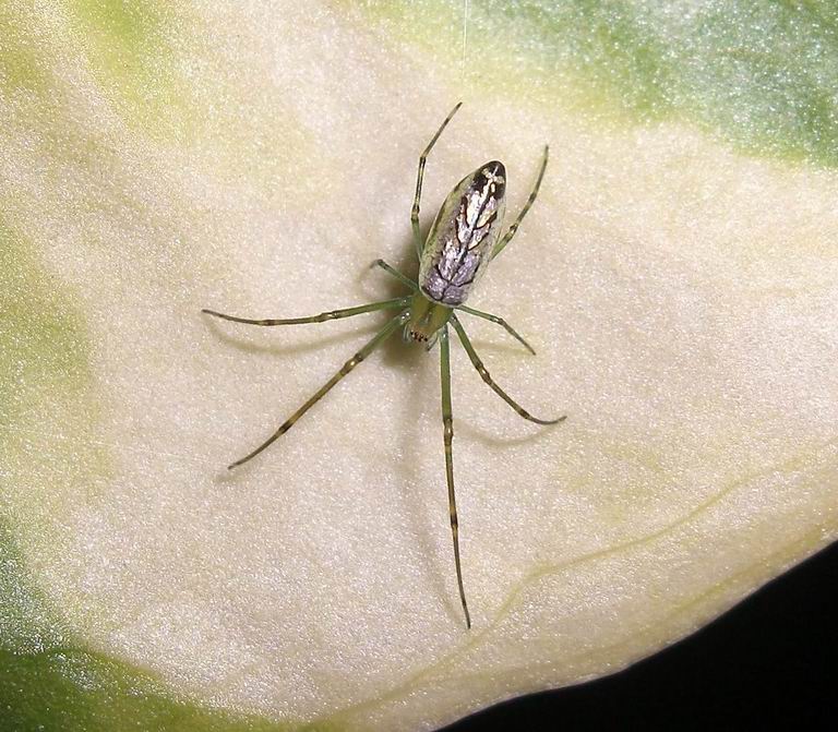Silver green spider pictures | Nature, Cultural, and Travel Photography ...