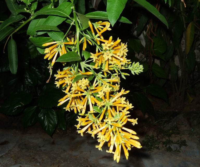 Yellow Cestrum Blooms | Nature, Cultural, and Travel Photography Blog
