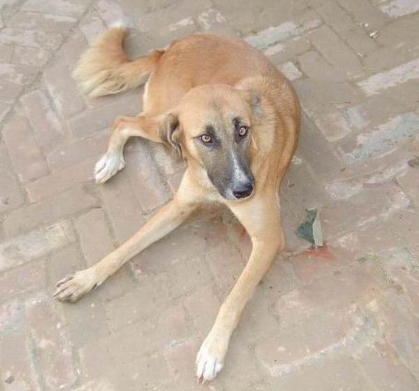 Stray Dogs In Pakistan | Nature, Cultural, and Travel Photography Blog