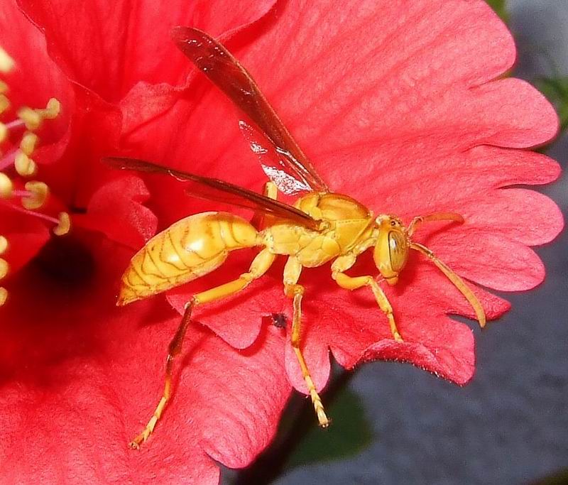 Yellow Paper Wasps | Nature, Cultural, and Travel Photography Blog
