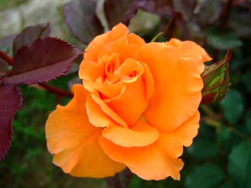 Orange Roses | Nature, Cultural, and Travel Photography Blog