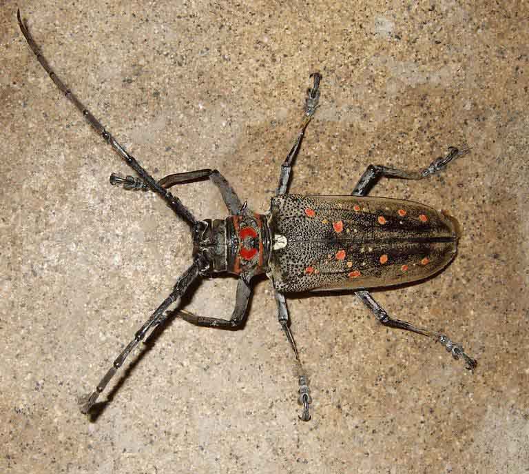 Red-Spotted Longhorn Beetle | Nature, Cultural, and Travel Photography Blog