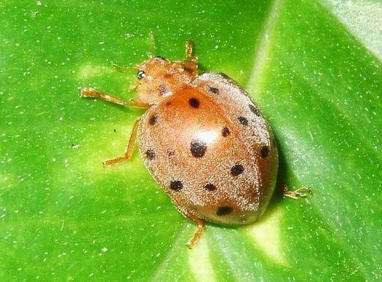 Ladybugs Photos | Nature, Cultural, and Travel Photography Blog