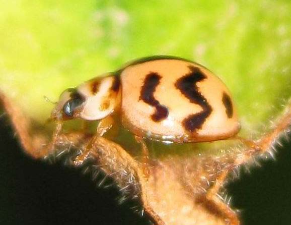 Ladybugs Photos | Nature, Cultural, and Travel Photography Blog