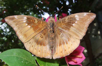 Common Baron Butterfly | Nature, Cultural, and Travel Photography Blog