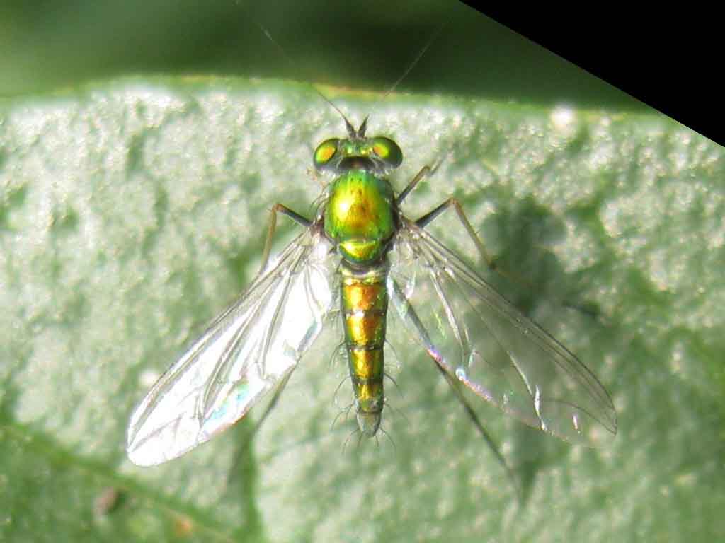 Long-Legged Fly | Nature, Cultural, and Travel Photography Blog