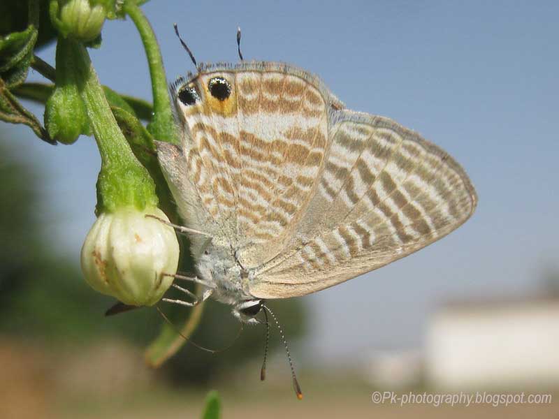Long-tailed Blue Butterfly | Nature, Cultural, and Travel Photography Blog