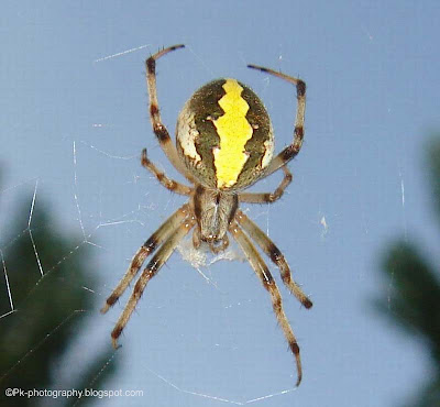 Furrow Orb weaver Spider | Nature, Cultural, and Travel Photography Blog