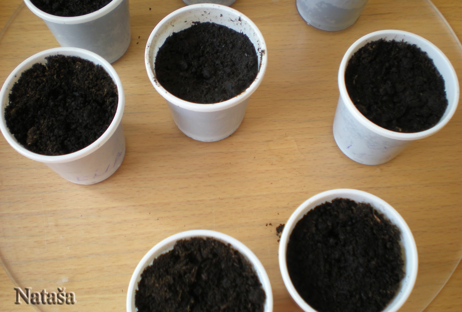 Leptir - Montessori blog: Kako raste grah? / How to grow beans?