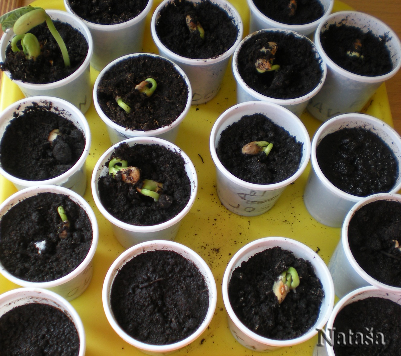 Leptir - Montessori blog: Kako raste grah? / How to grow beans?