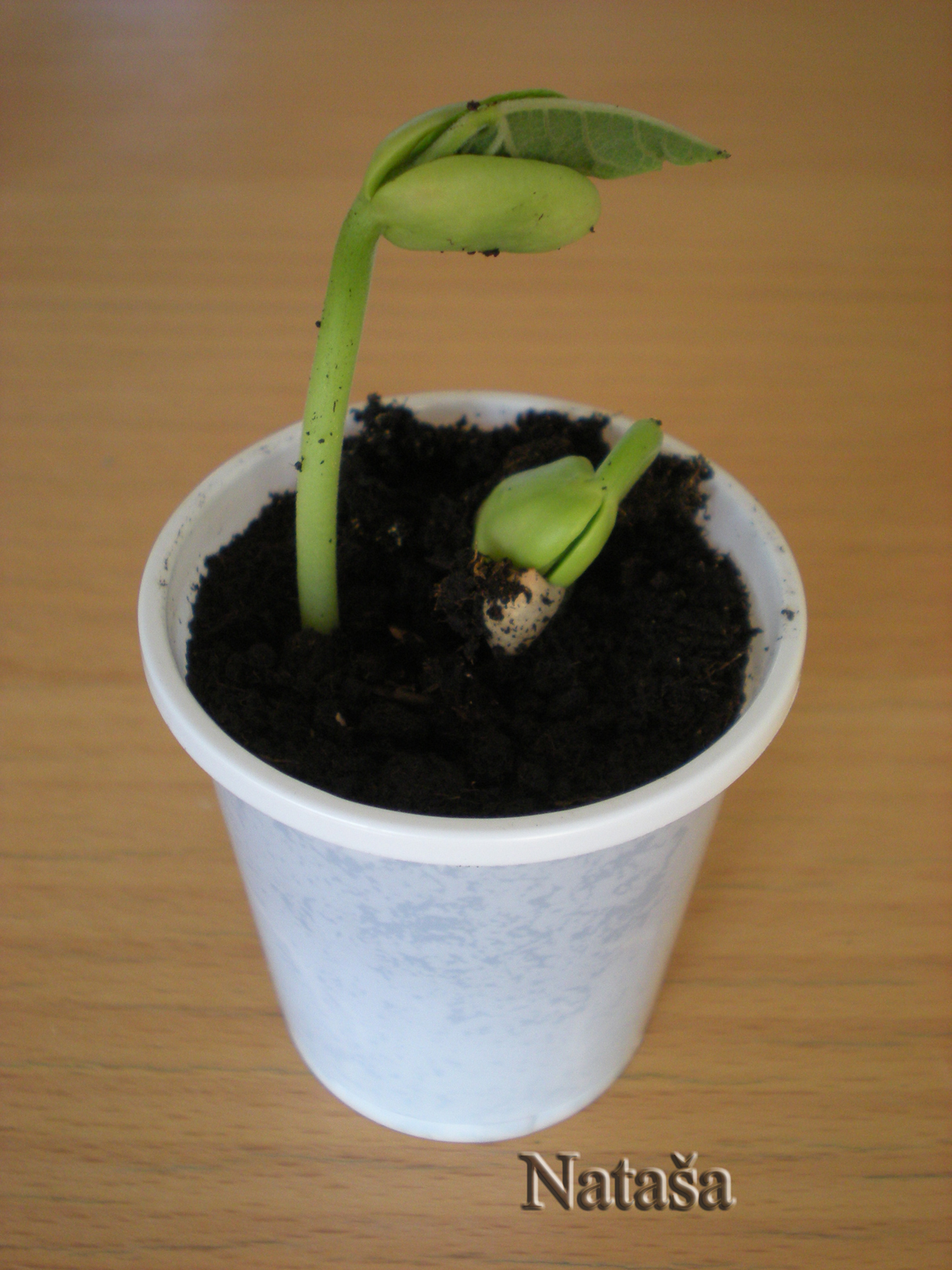 Leptir - Montessori blog: Kako raste grah? / How to grow beans?