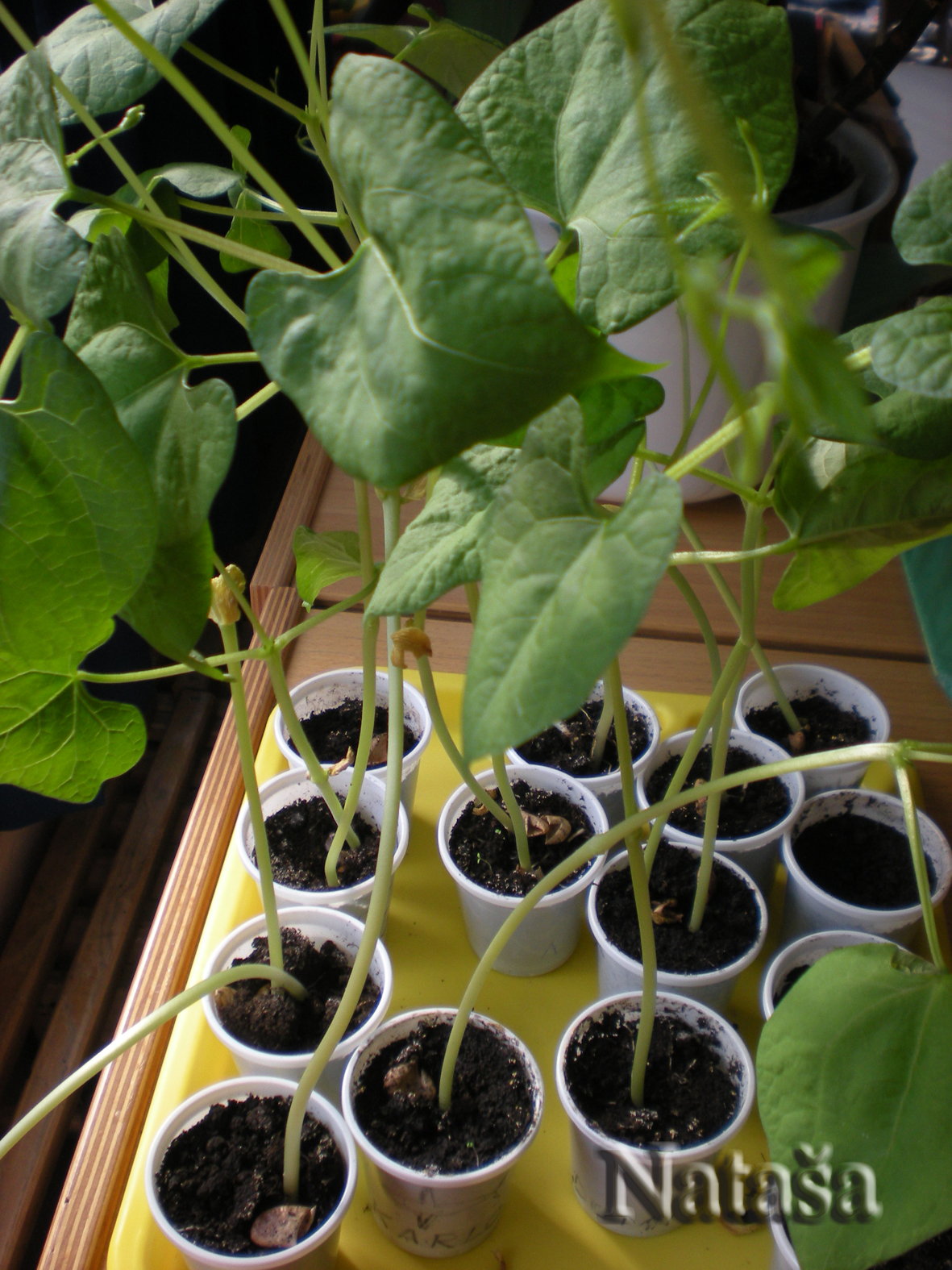 Leptir - Montessori blog: Kako raste grah? / How to grow beans?