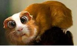 Tonter's Inc.: El Proceso de Selección de un Fisgón