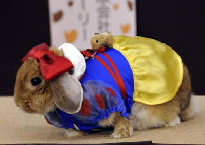 Funny Free Pics: Rabbit Fashion Show In Japan