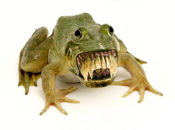 Funny Free Pics: Extremely Weird Animal Photo Manipulations