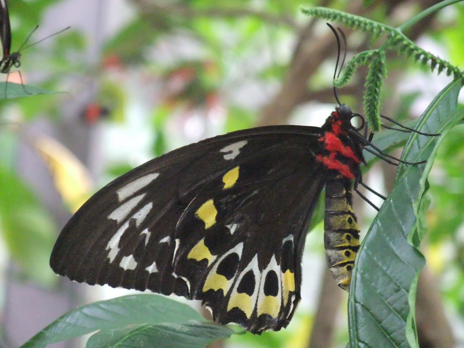 TravelVision: Florida – A great Place to Metamorphosize