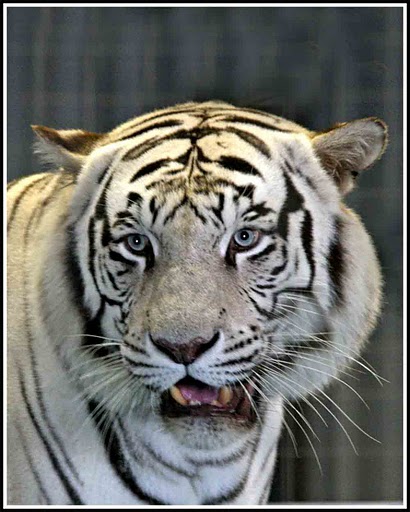 THE BALLOON MAN: JAFFA SHRINE CIRCUS, ALTOONA CIRCUS WEEK (FROM DAVID P ...