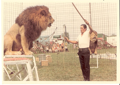 Evidence the lion is heavier than the tiger - wildanimalwarfare