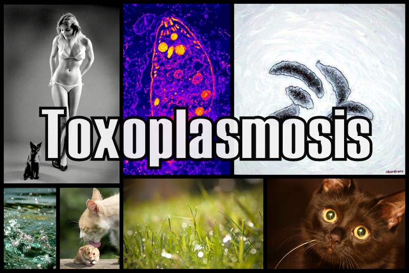Toxoplasmosis... toxo...que?