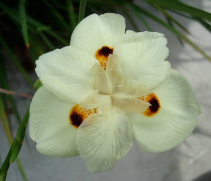 Sprouting: Flowers #3