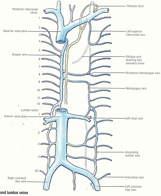 Pedi cardiology: Systemic Veins in the thorax & Thoracic duct