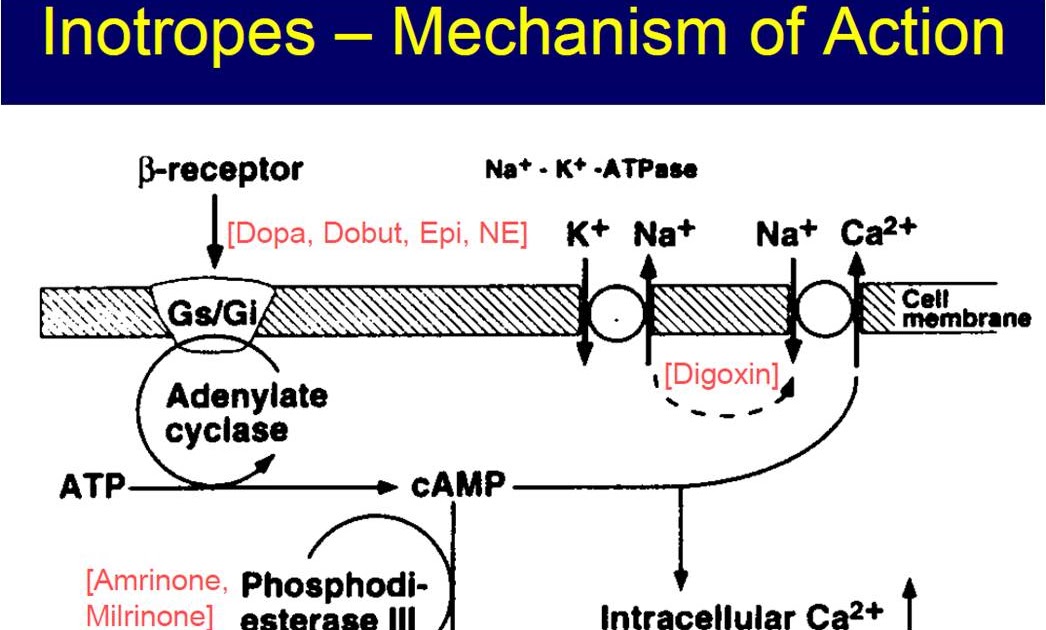 Pedi cardiology: ICU: Calcium Pathway & Mechanism of Inotropes