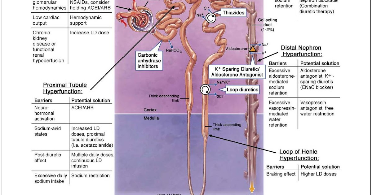 Journal Club: Diuretics: Sequential blockade (Diuril-Lasix) "misconception"