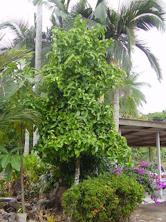 AAO BERUAS: KENALI POKOK BERUAS