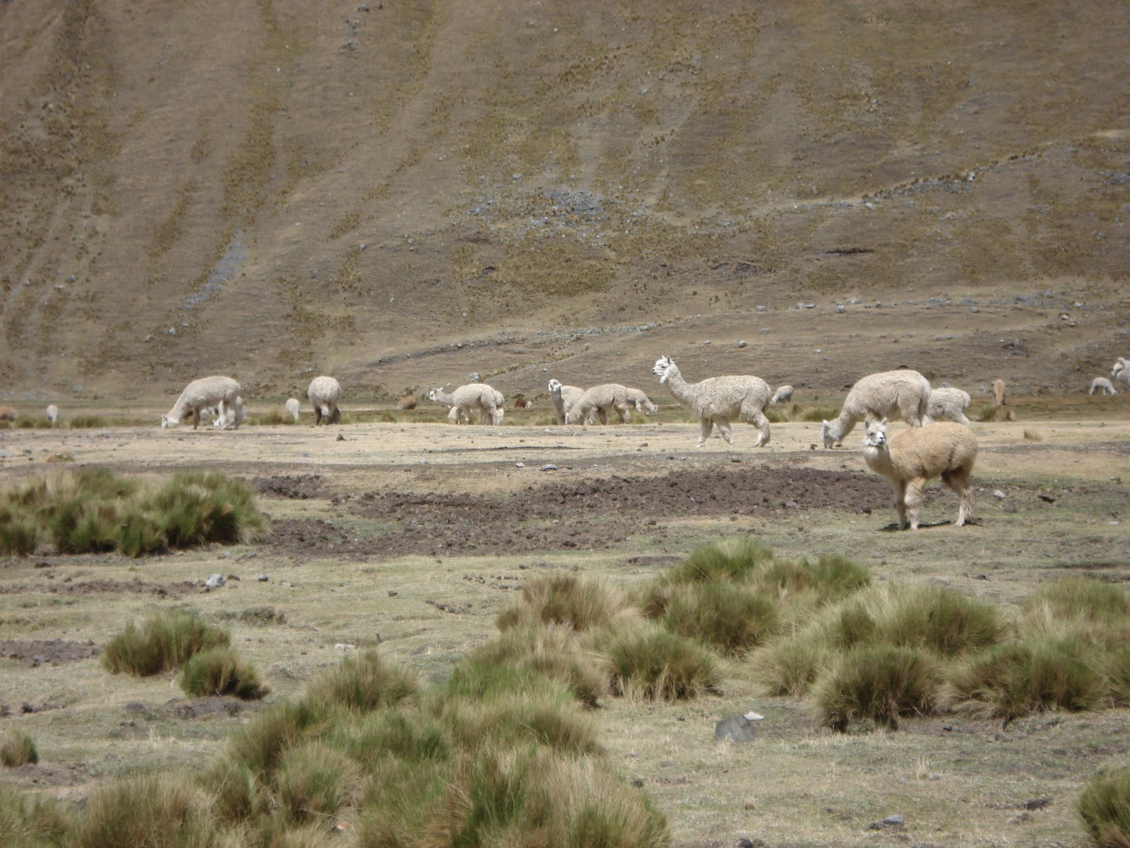 Talking Trails: Farm animals in Peru and Bolivia