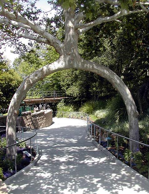 Une Québécoise en Californie: Arbres de cirque / Circus Trees