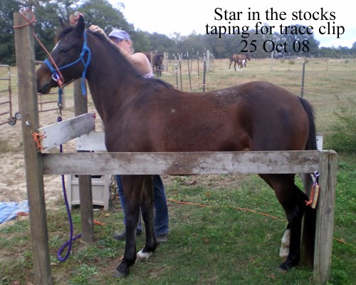 Teasing, breeding Covering Mares | Miniature Horse Talk Forums