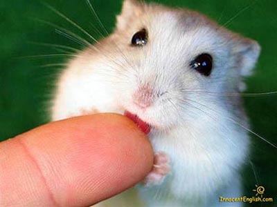 Hamster Sem Frescura: Meu Hamster Me Mordeu!!!