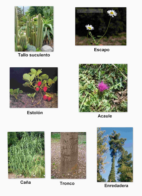 TALLO - BIONATURALIST