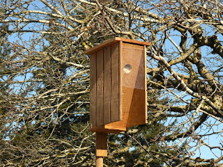 Portland Oregon Backyard Birds: Northern Flicker nest box