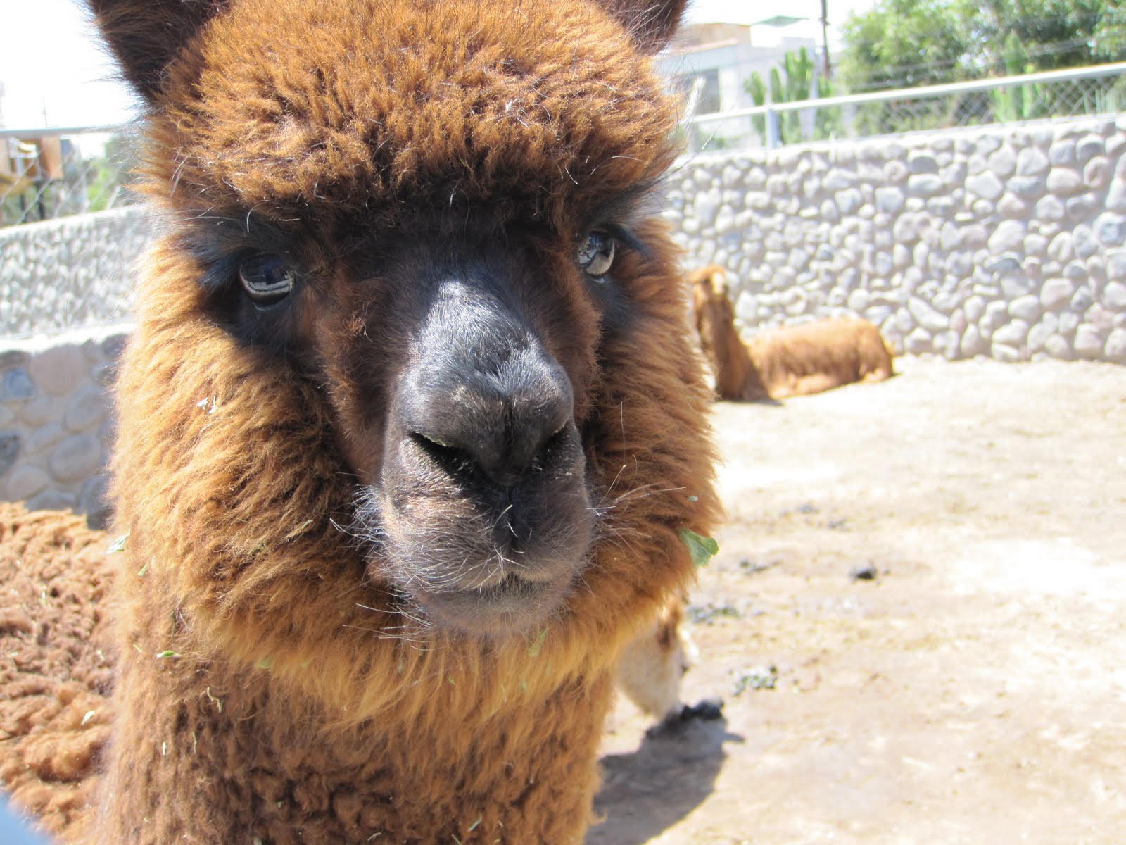 Tour de South America: Lllama close ups