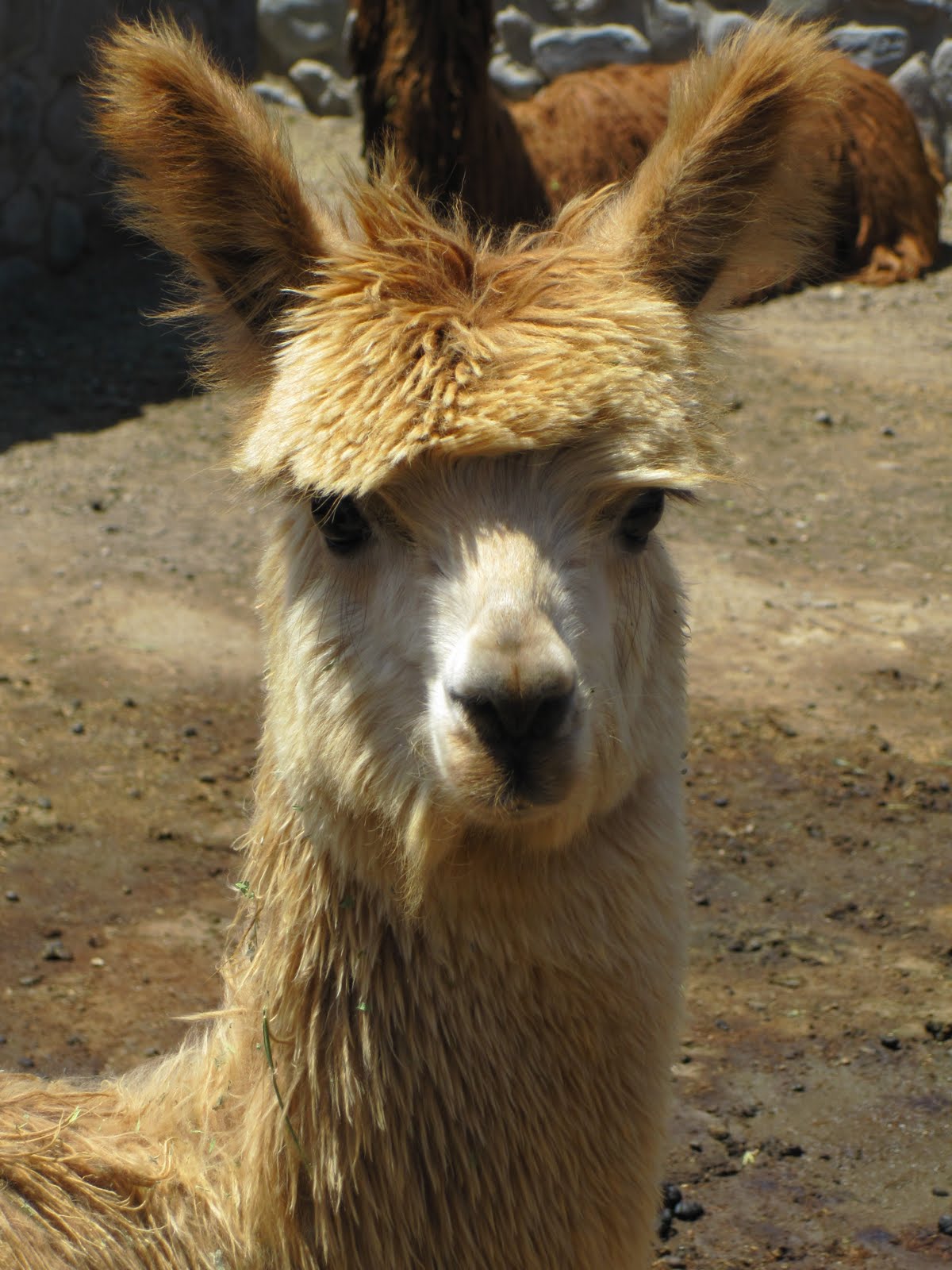 Tour de South America: Lllama close ups