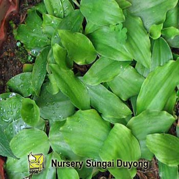 Nursery Sungai Duyong: Cekur Gedung Tumbuhan Anda Sekeluarga