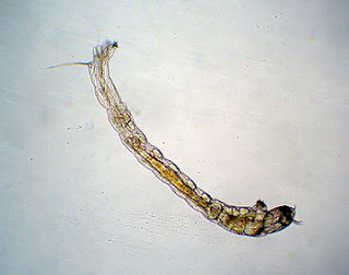 Fred and Sarah: Midge larvae